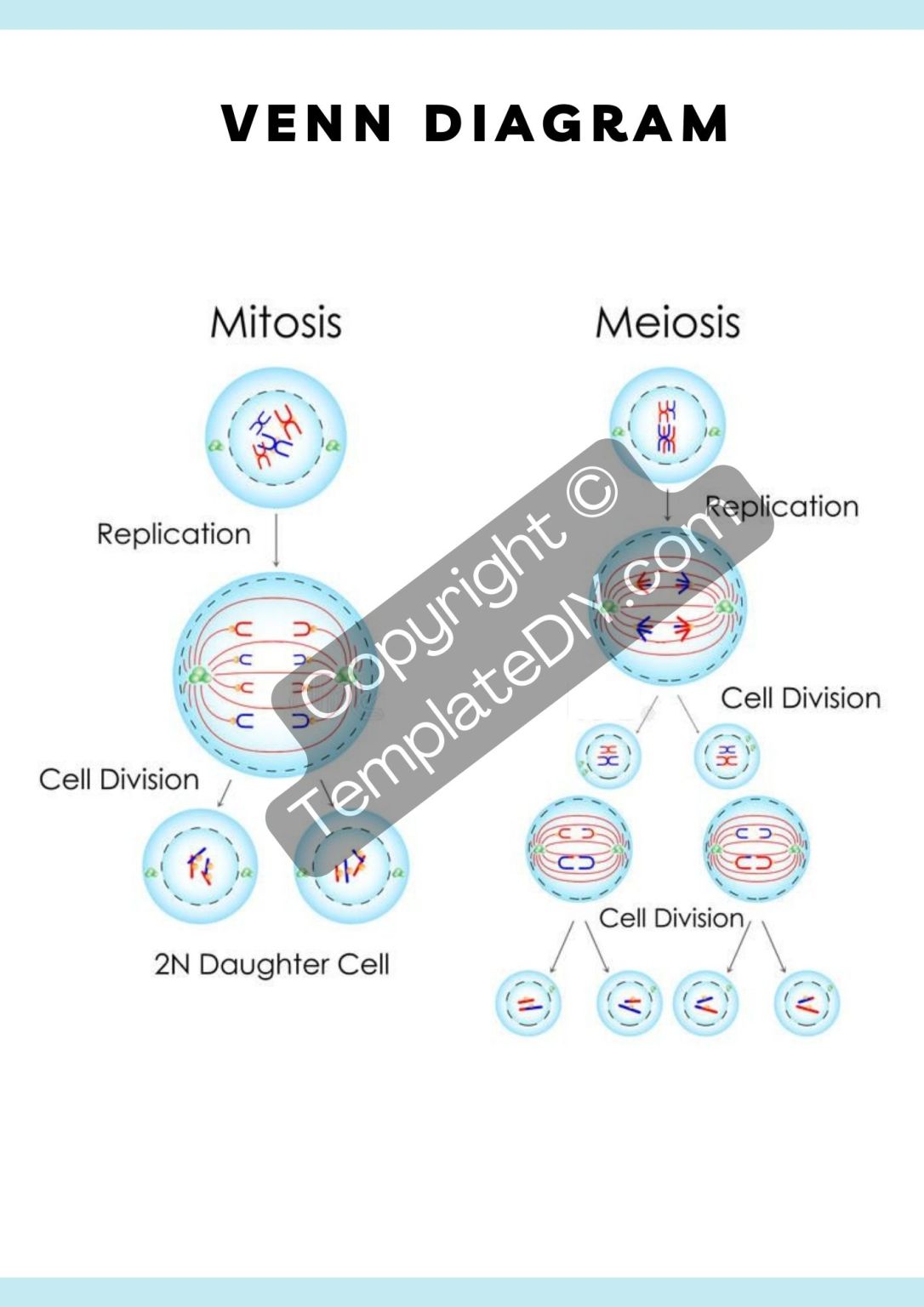 Mitosis and Meiosis Venn Diagram Printable Template [Word]