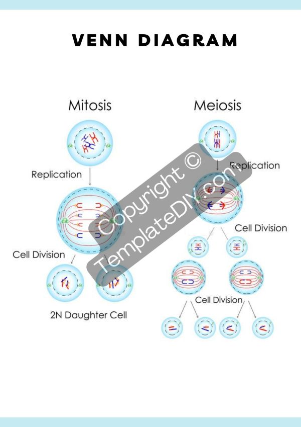 Mitosis and Meiosis Venn Diagram Printable Template [Word]