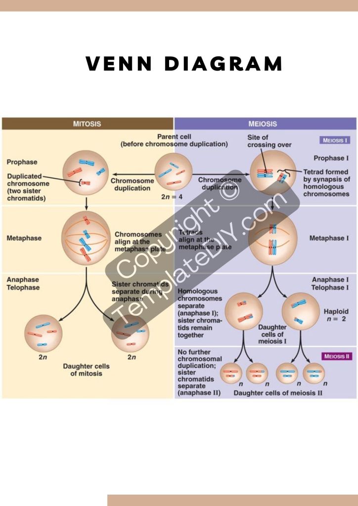 Mitosis and Meiosis Venn Diagram Printable Template [Word]