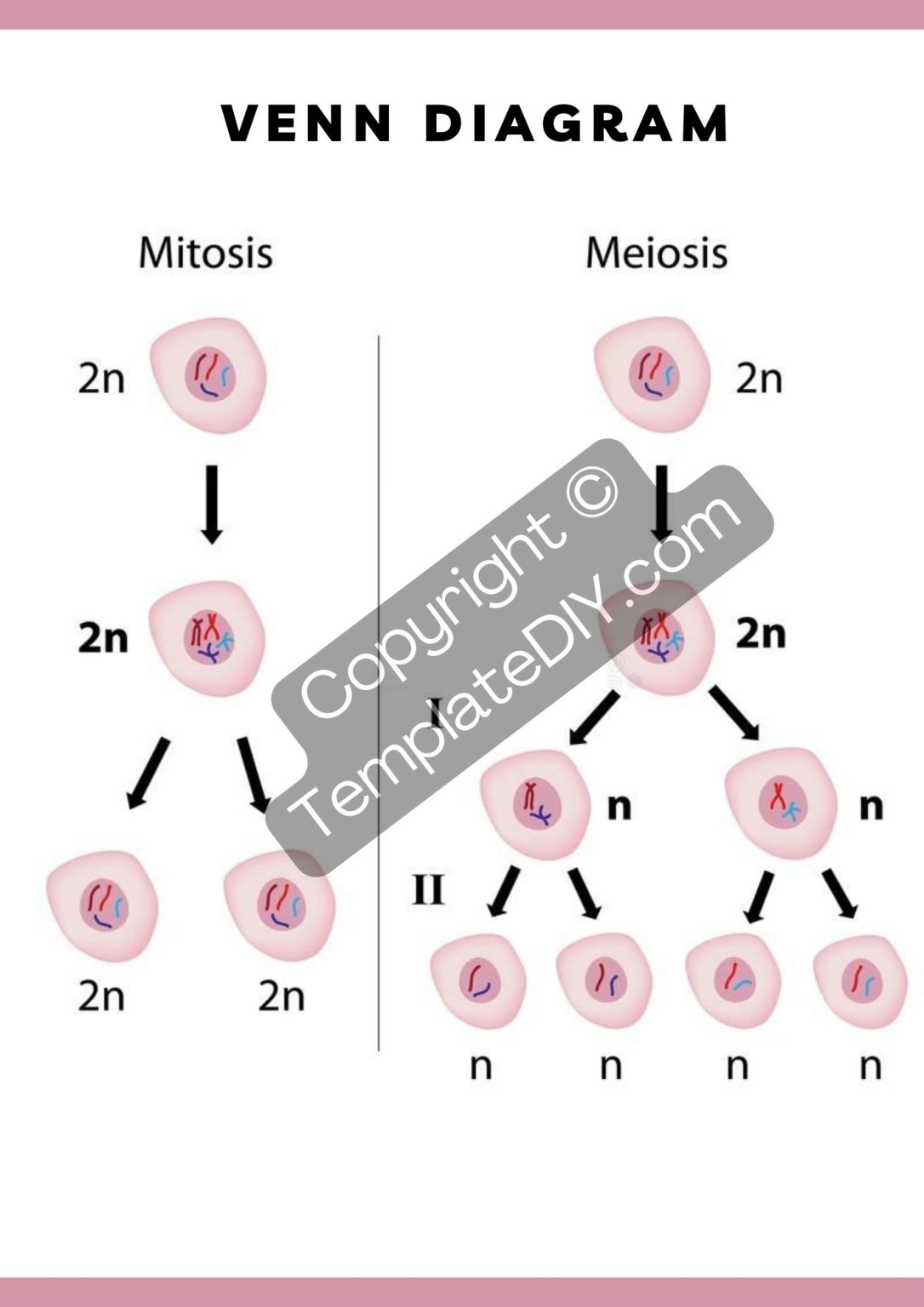 Mitosis and Meiosis Venn Diagram Printable Template [Word]