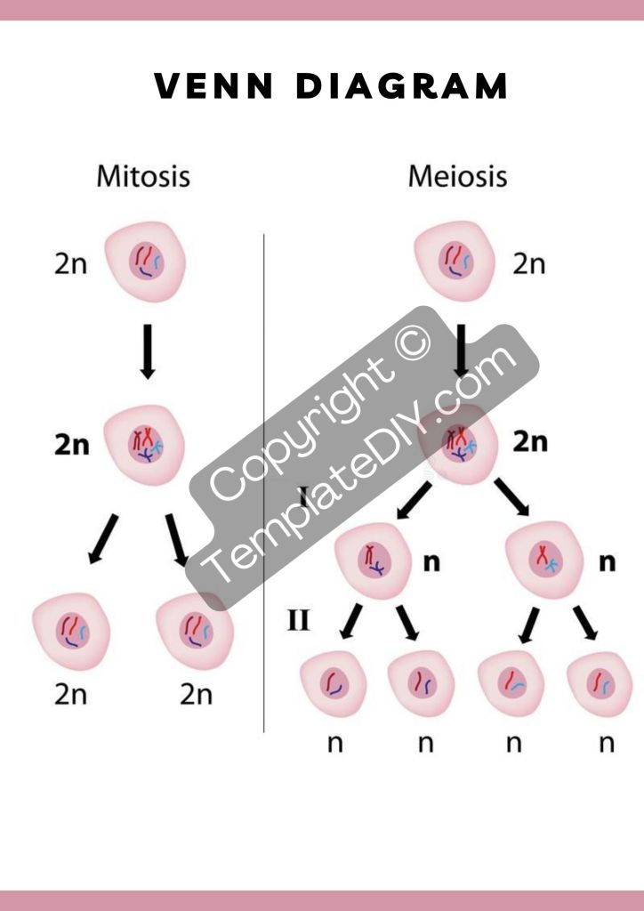 Mitosis and Meiosis Venn Diagram Printable Template [Word]