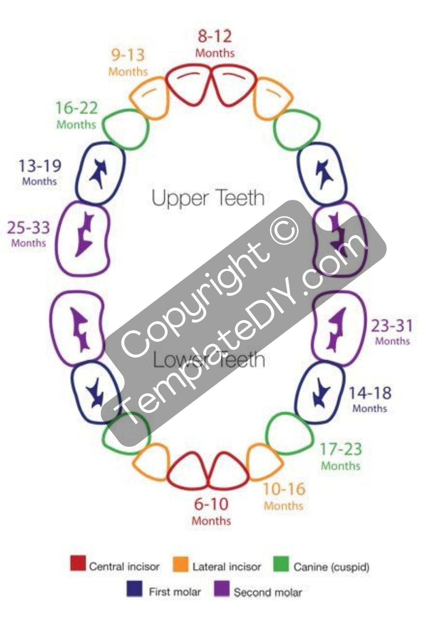Baby Teeth Chart Editable Printable Ms Excel Template