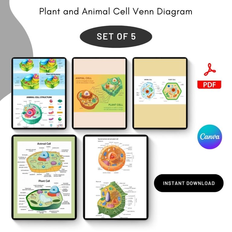Weekly Availability Template Printable PDF, Word [Editable]