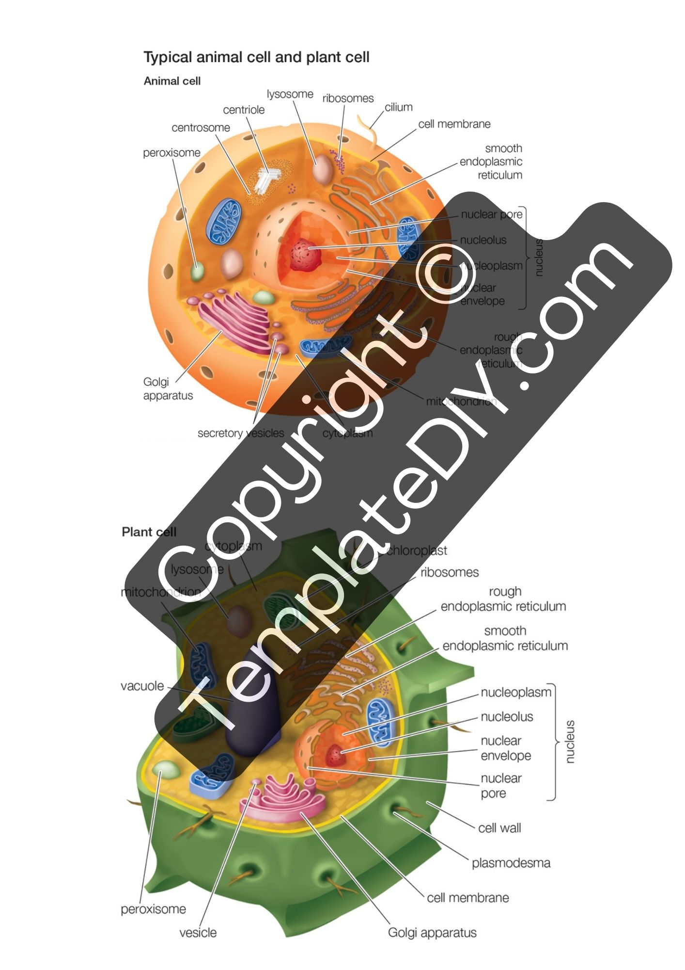 Plant Cell And Animal Cell Venn Diagram Plant And Animal Cells Venn